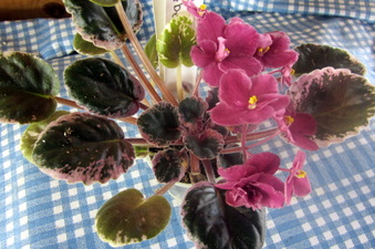 Apache Heartbeat – bloomlovers.com